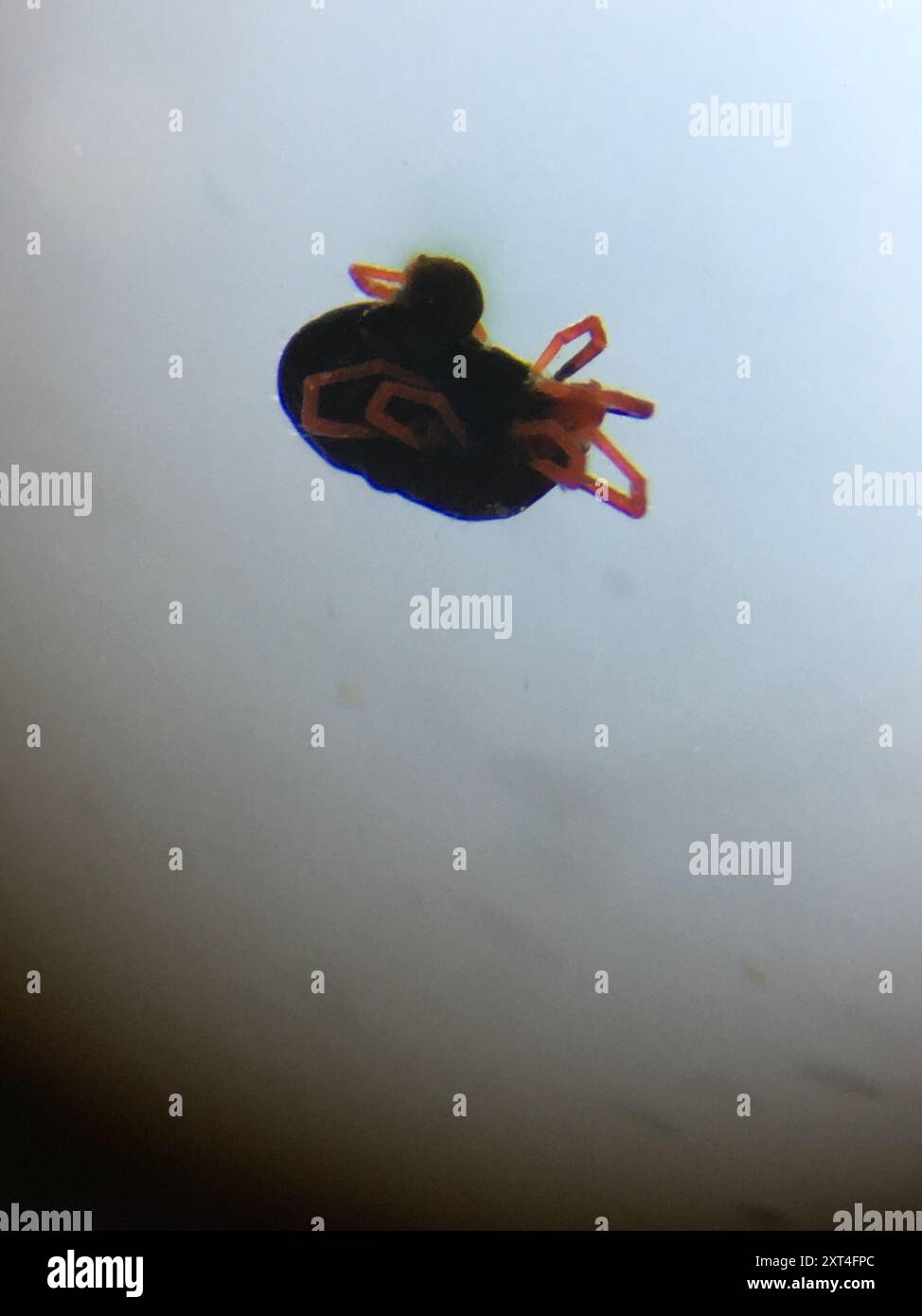 Mites and Ticks (Acari) Arachnida Stock Photo - Alamy