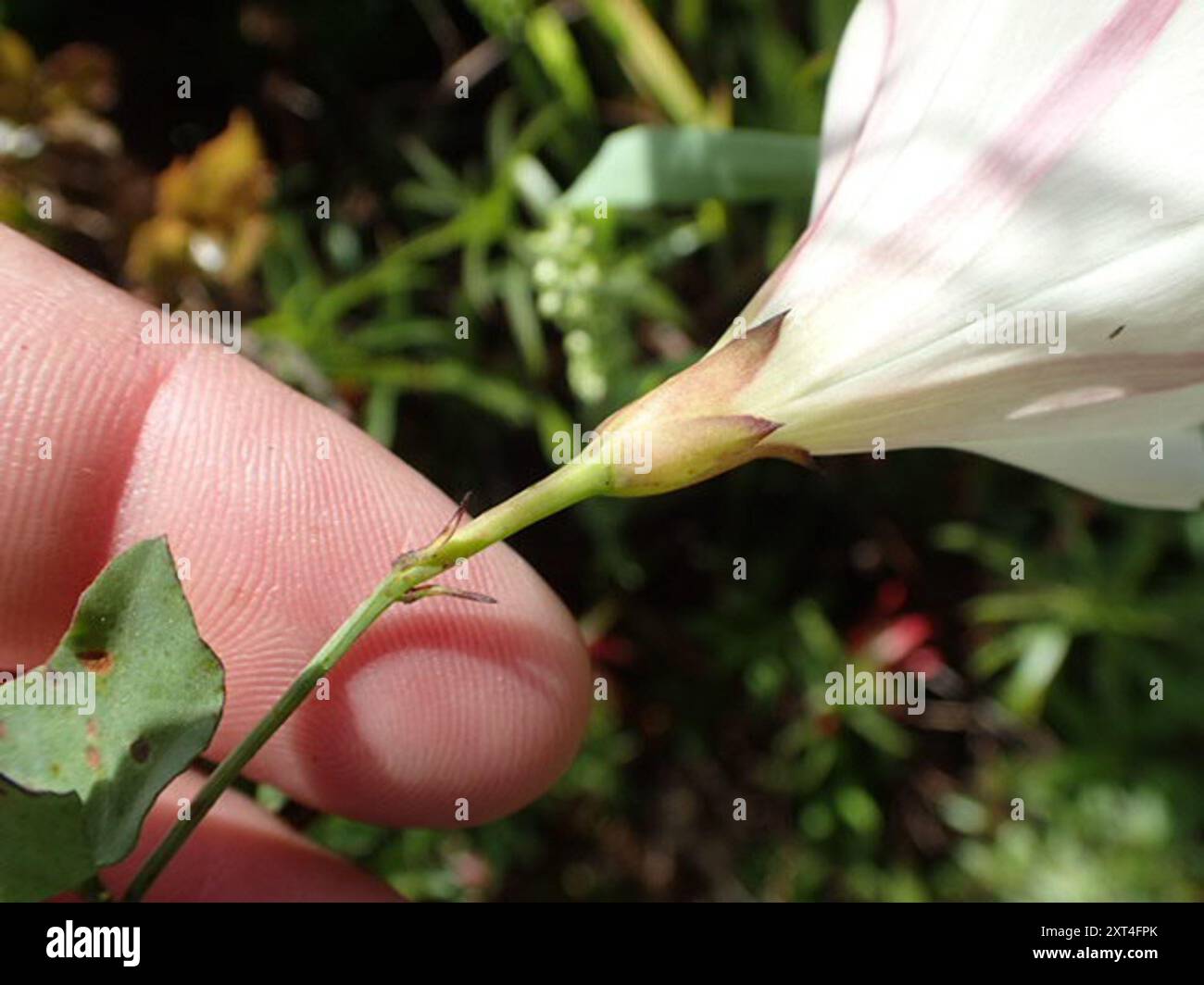 Pacific false bindweed (Calystegia purpurata purpurata) Plantae Stock ...