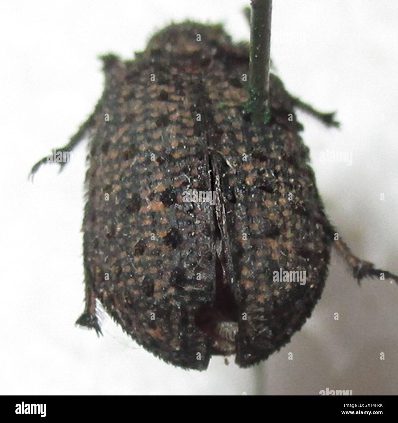 Eastern Highland Keratin Beetle (Phoberus lilianae) Insecta Stock Photo ...