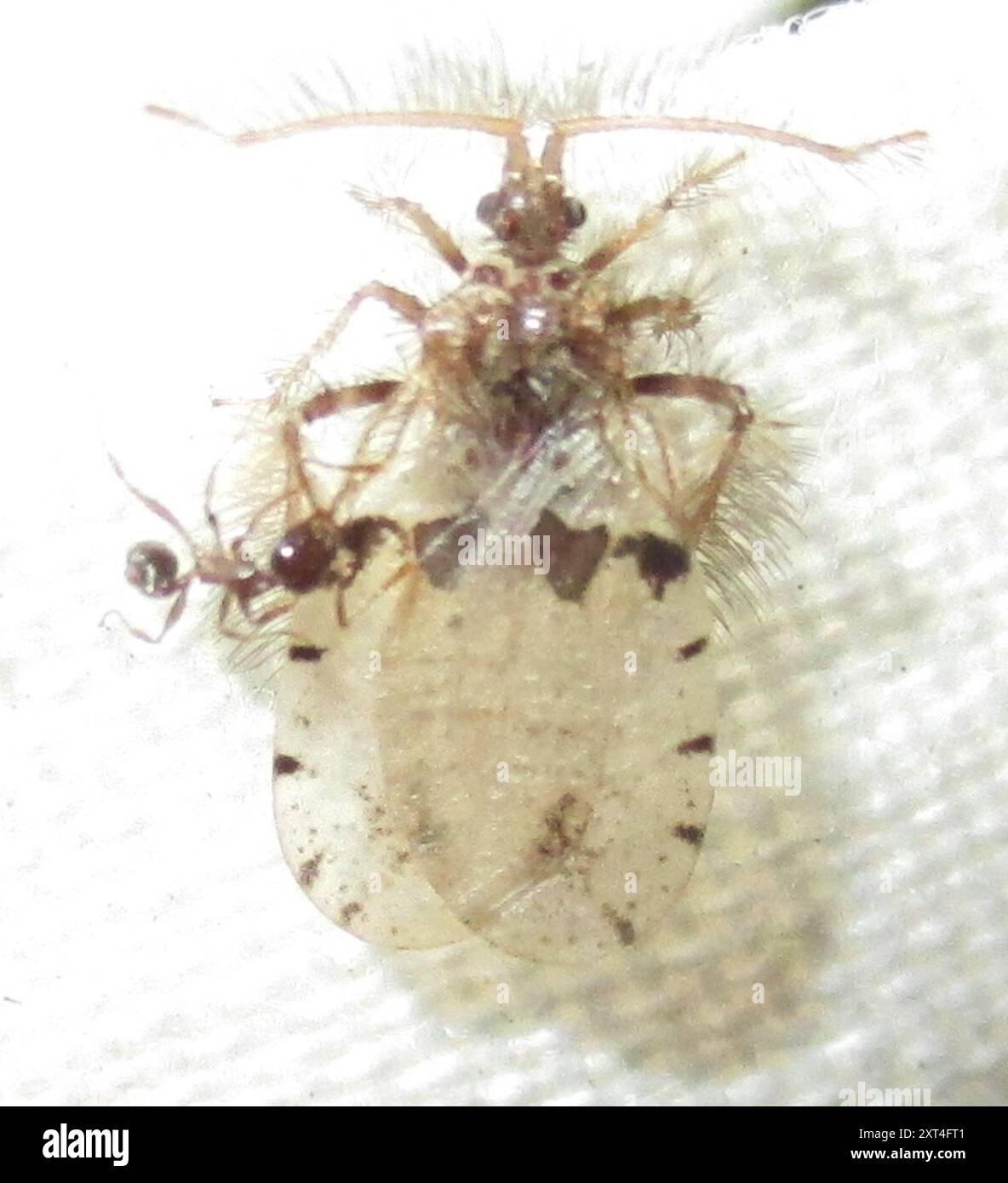 African Big-headed Ant (Pheidole megacephala) Insecta Stock Photo - Alamy