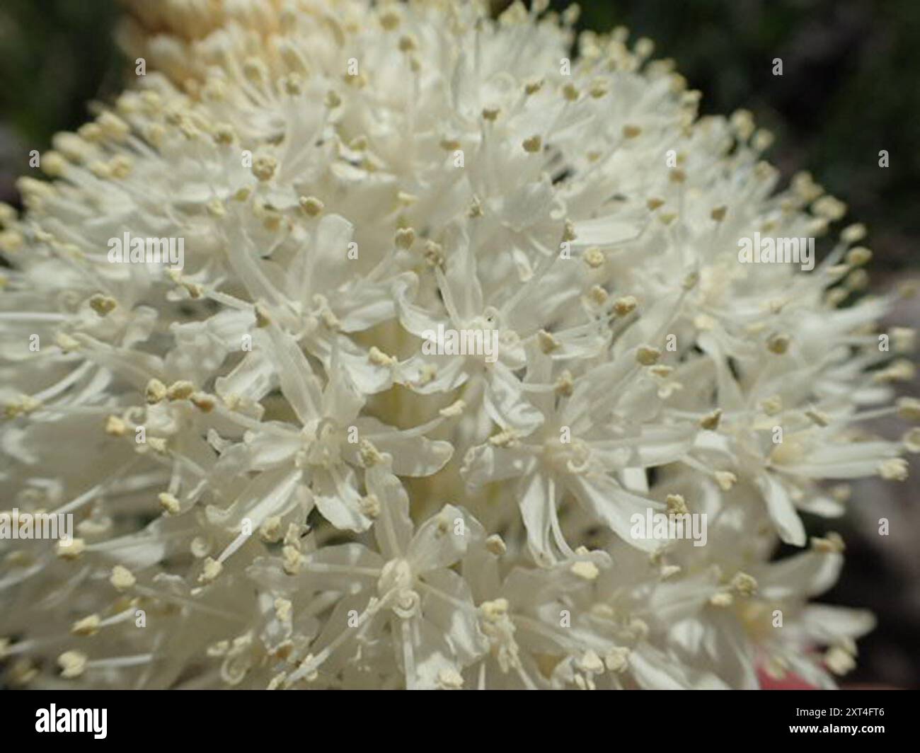common beargrass (Xerophyllum tenax) Plantae Stock Photo - Alamy