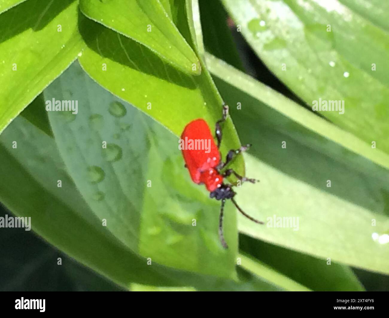 Lily Leaf Beetle (Lilioceris lilii) Insecta Stock Photo - Alamy