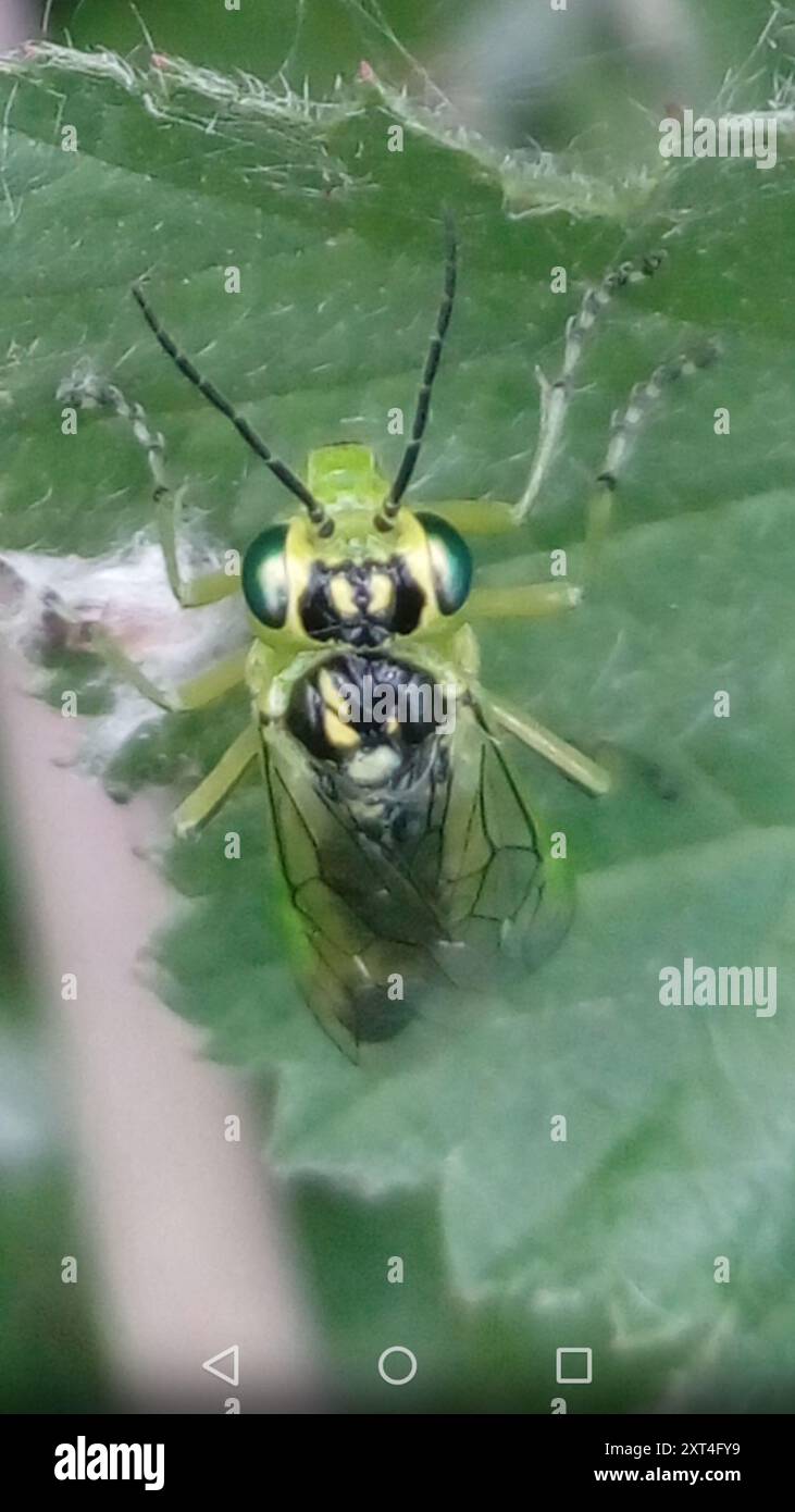 Dark Rhogogaster (Rhogogaster viridis) Insecta Stock Photo - Alamy