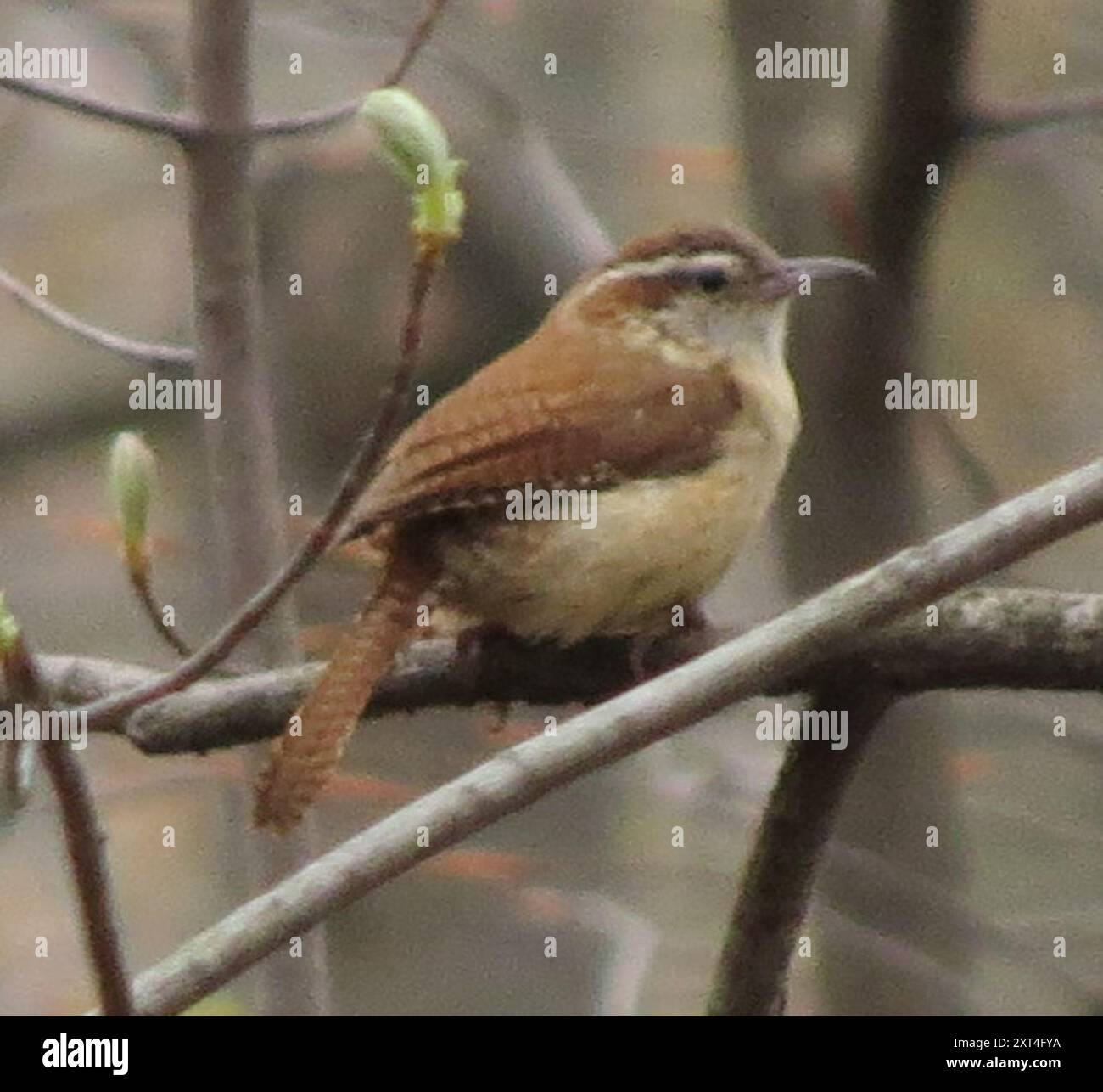 Carolina Wren (Thryothorus ludovicianus) Aves Stock Photo - Alamy