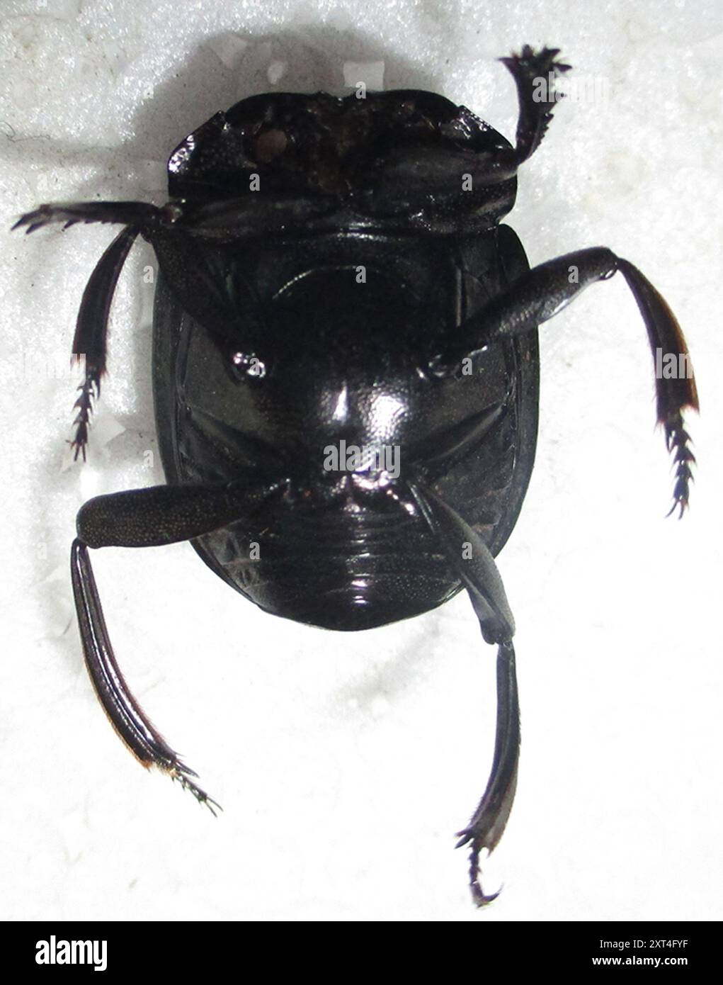 Plum Dung Beetle (Chalconotus convexus) Insecta Stock Photo - Alamy