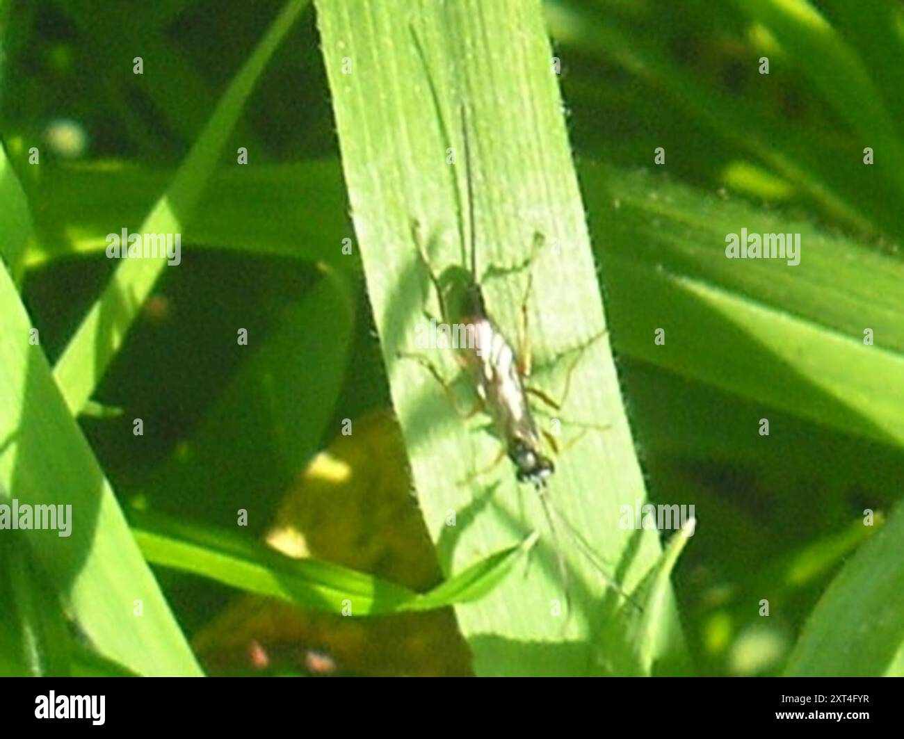 Lissonota hi-res stock photography and images - Alamy