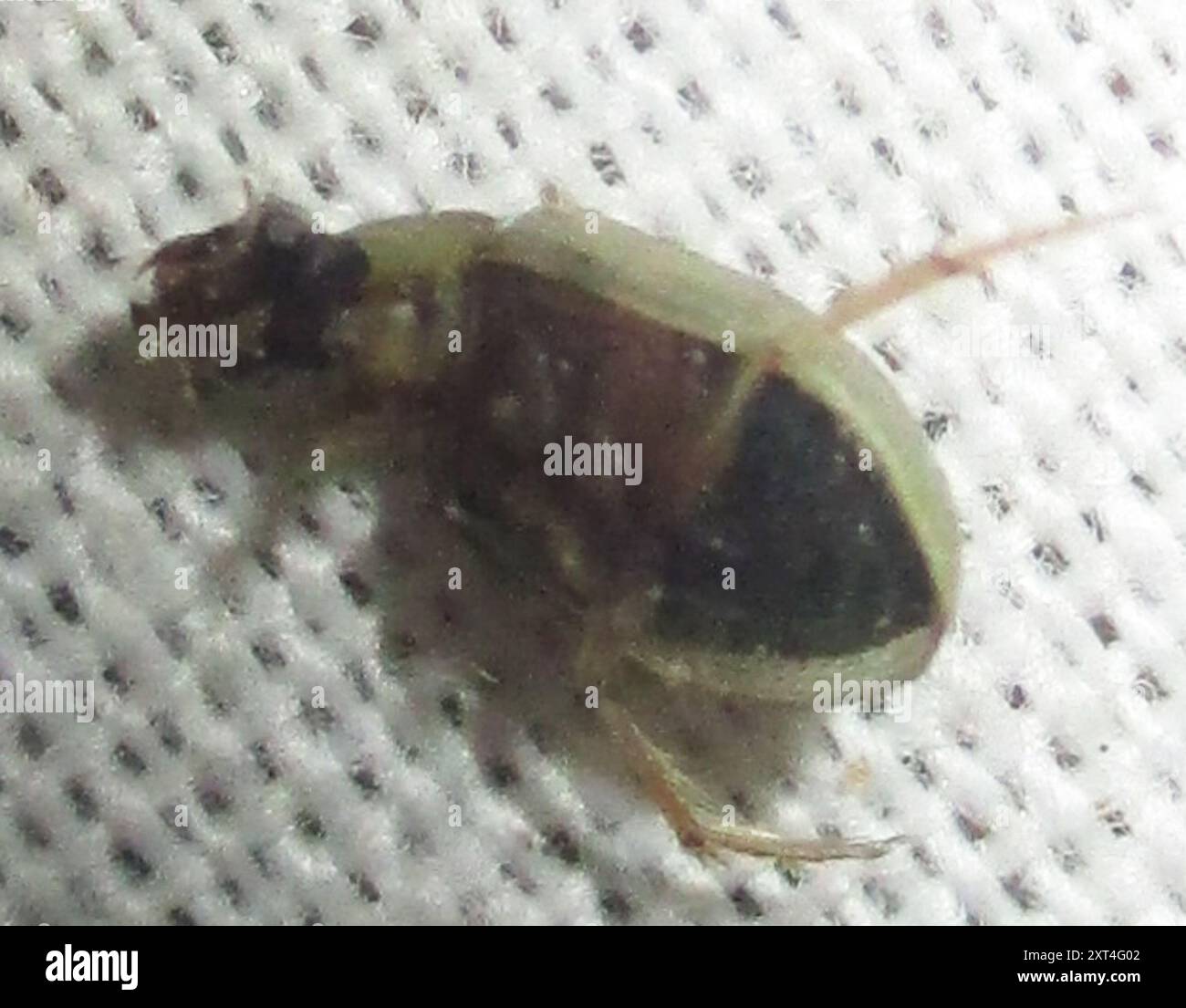 Berosus hi-res stock photography and images - Alamy