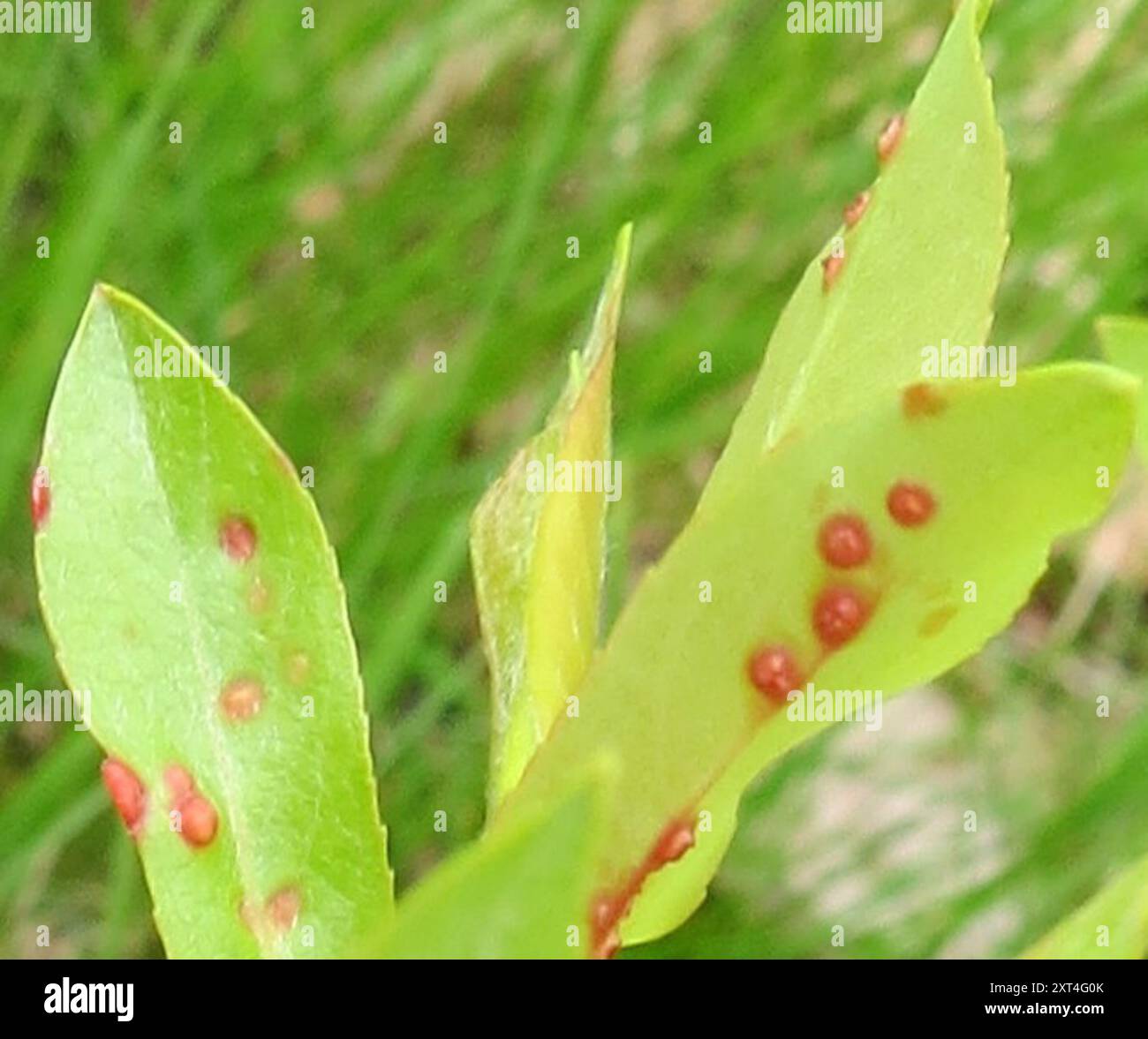 Willow Bead Gall Mite (Aculus tetanothrix) Arachnida Stock Photo - Alamy