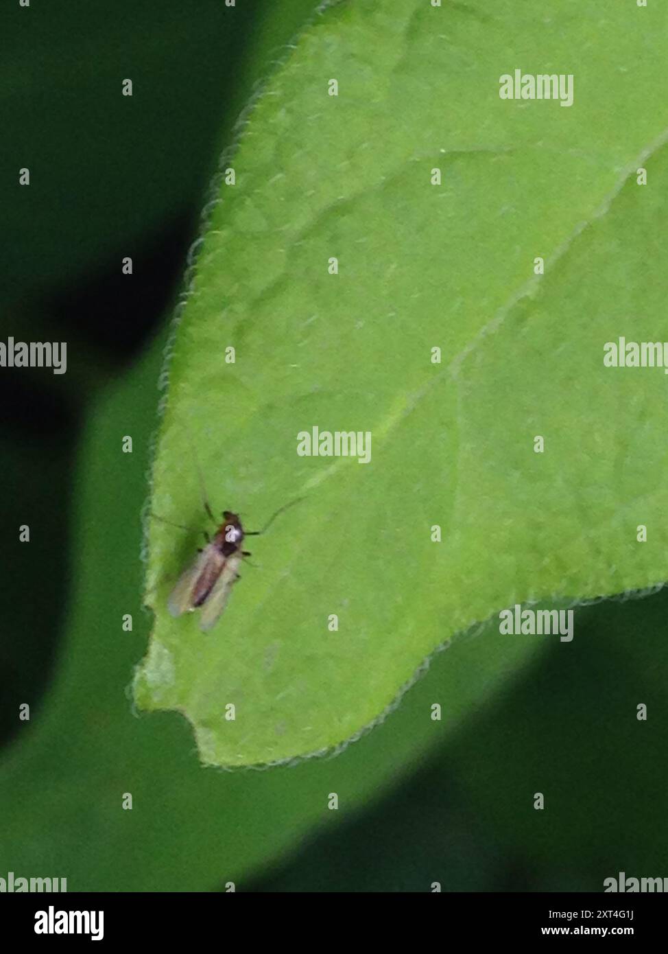 Cricotopus hi-res stock photography and images - Alamy