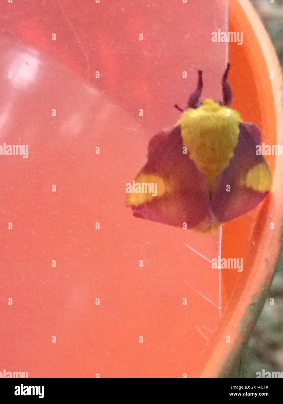 Rosy Maple Moth (Dryocampa rubicunda) Insecta Stock Photo - Alamy