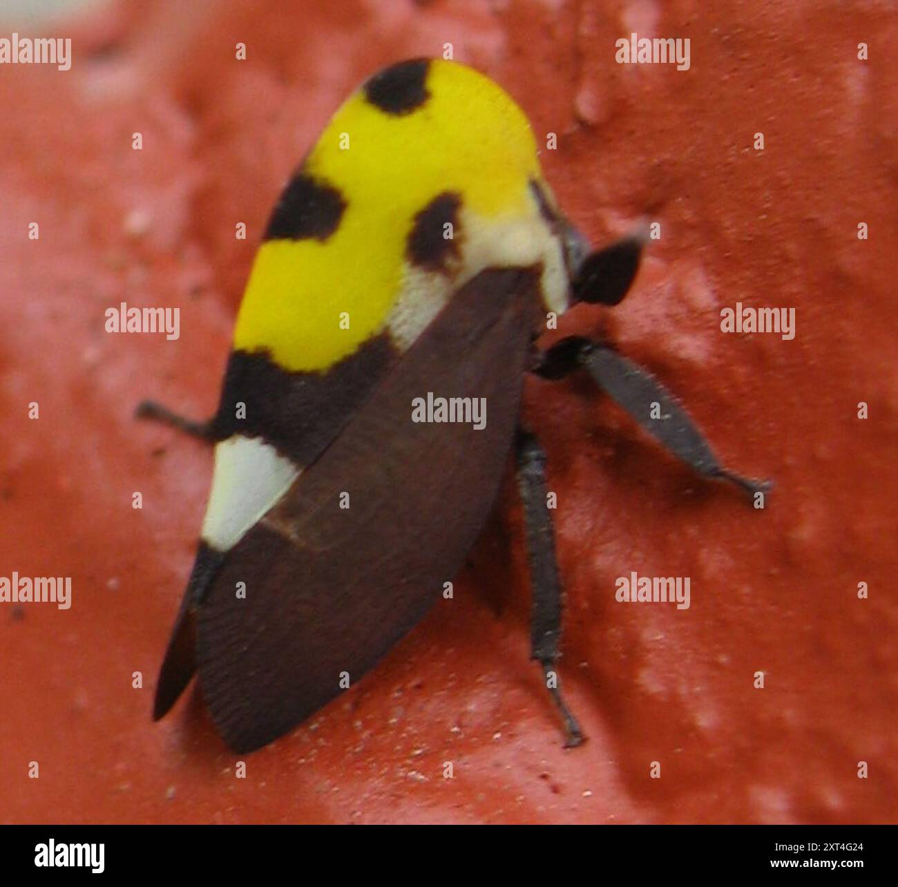 Mexican treehopper hi-res stock photography and images - Alamy