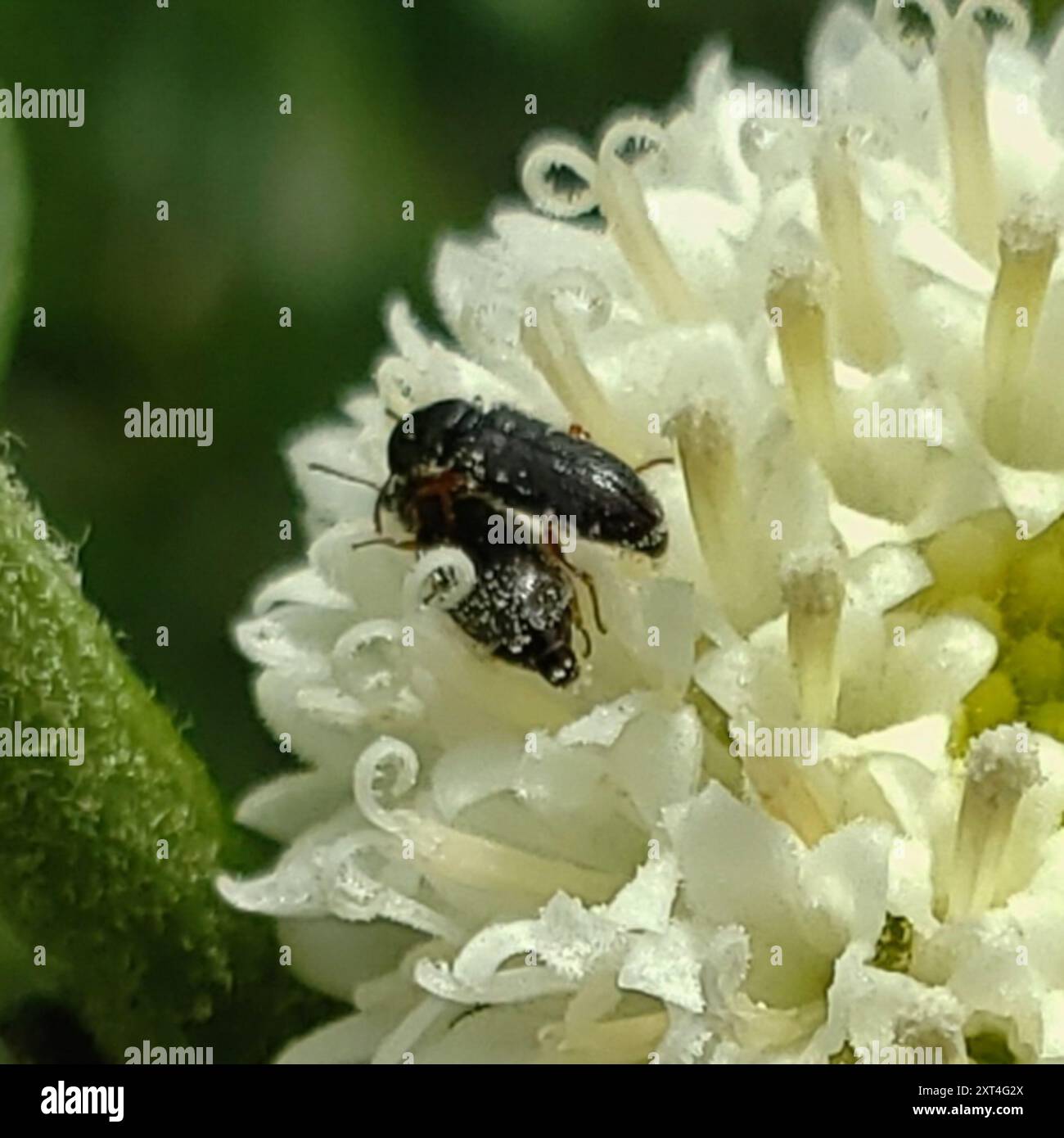 Beetles (Coleoptera) Insecta Stock Photo - Alamy