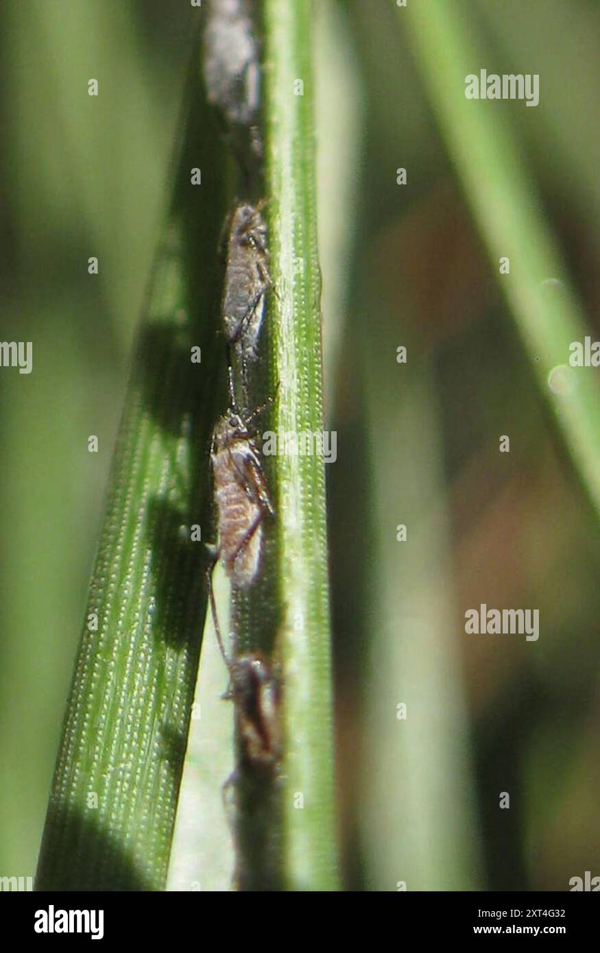 Pine Needle Aphids (Eulachnus) Insecta Stock Photo - Alamy