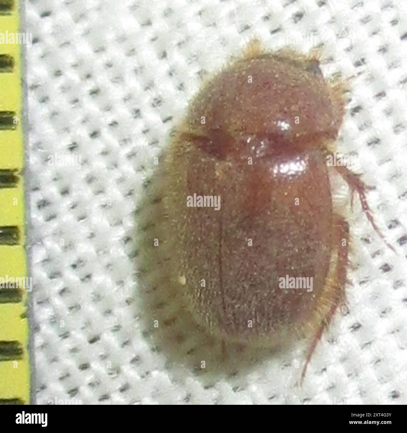 Sand-loving Scarab Beetles (Ochodaeidae) Insecta Stock Photo - Alamy