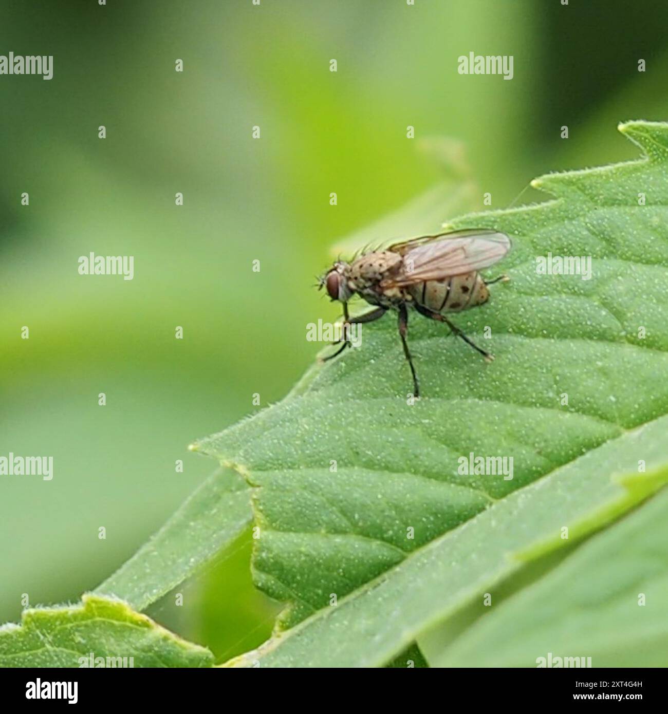 Muscoid Flies (Muscoidea) Insecta Stock Photo - Alamy