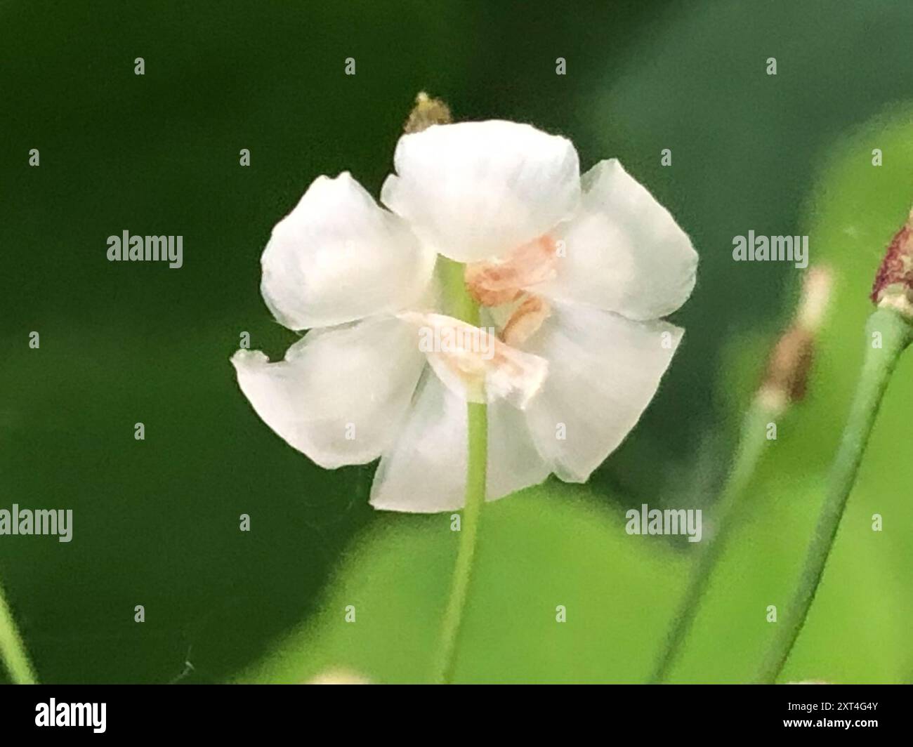White Inside-out Flower (Vancouveria hexandra) Plantae Stock Photo - Alamy