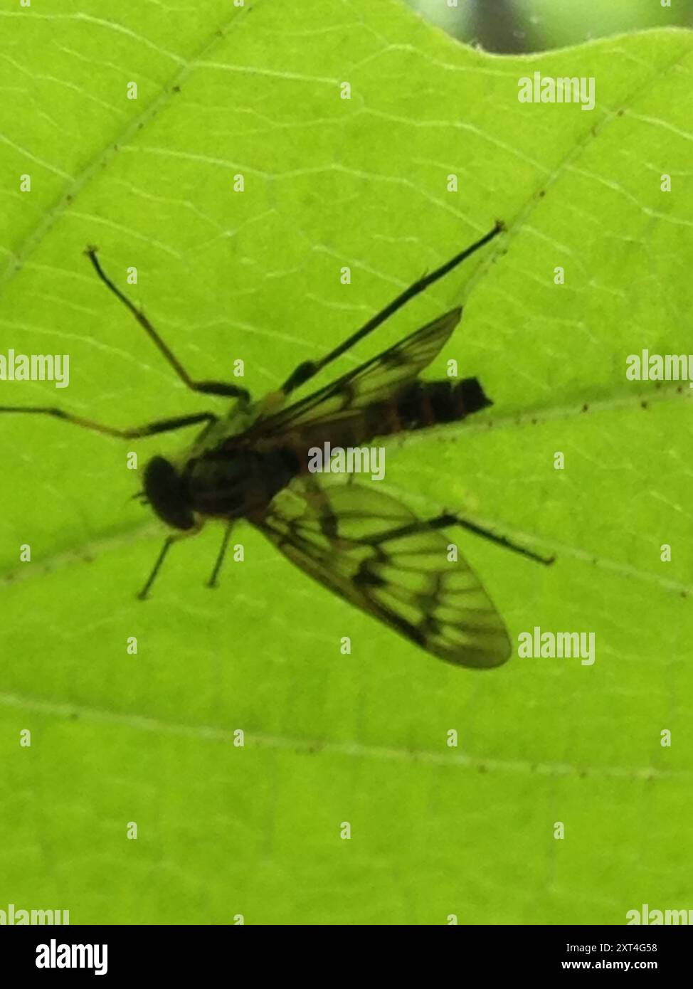 Common Snipe Fly (Rhagio mystaceus) Insecta Stock Photo - Alamy