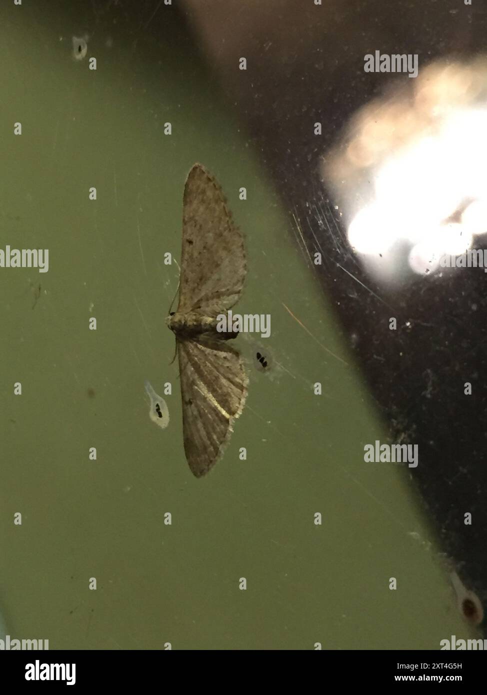 Pug Moths (Eupithecia) Insecta Stock Photo - Alamy