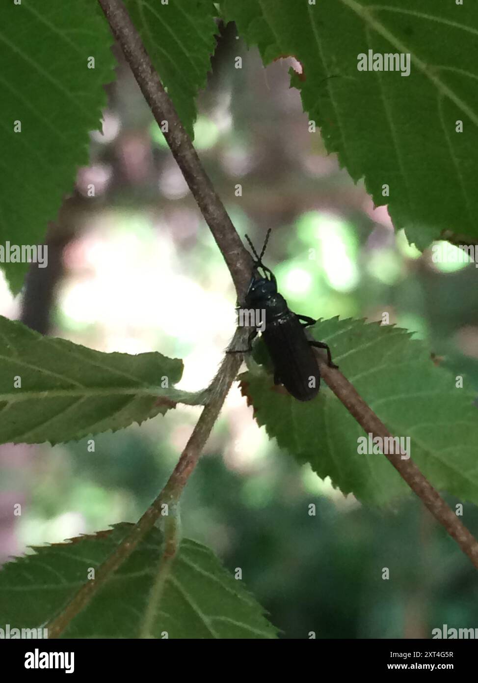 (Strongylium crenatum) Insecta Stock Photo - Alamy