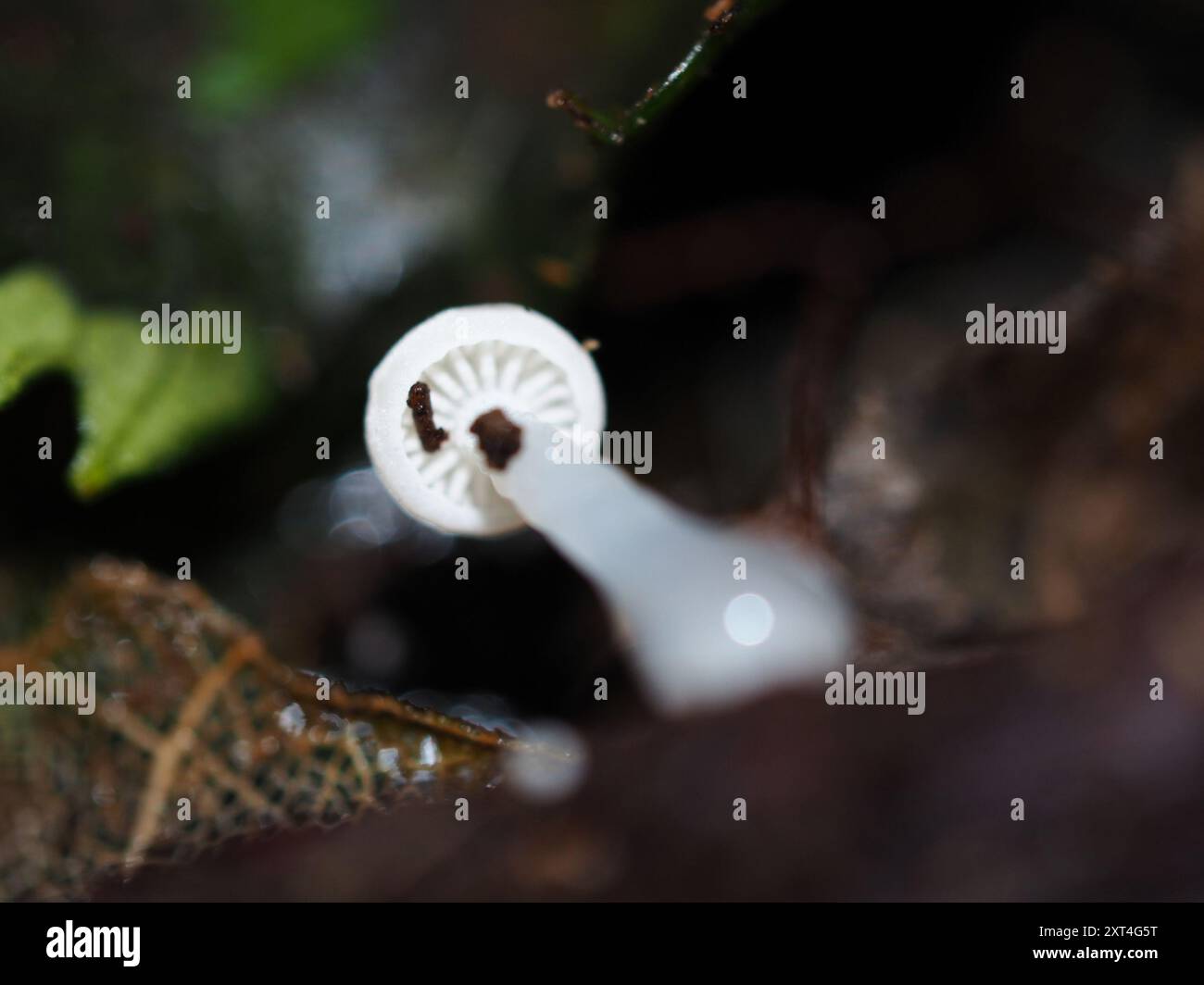 Austral Dripping Bonnet (Roridomyces austrororidus) Fungi Stock Photo ...