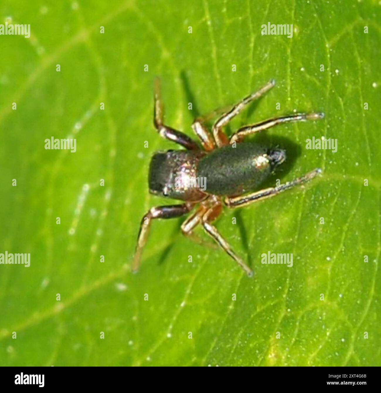 Thin-spined Jumping Spider (Tutelina elegans) Arachnida Stock Photo - Alamy