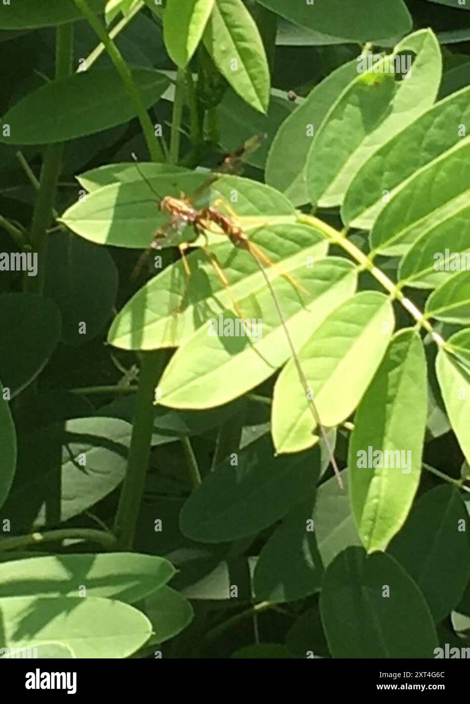 Long-tailed Giant Ichneumonid Wasp (Megarhyssa macrurus) Insecta Stock ...