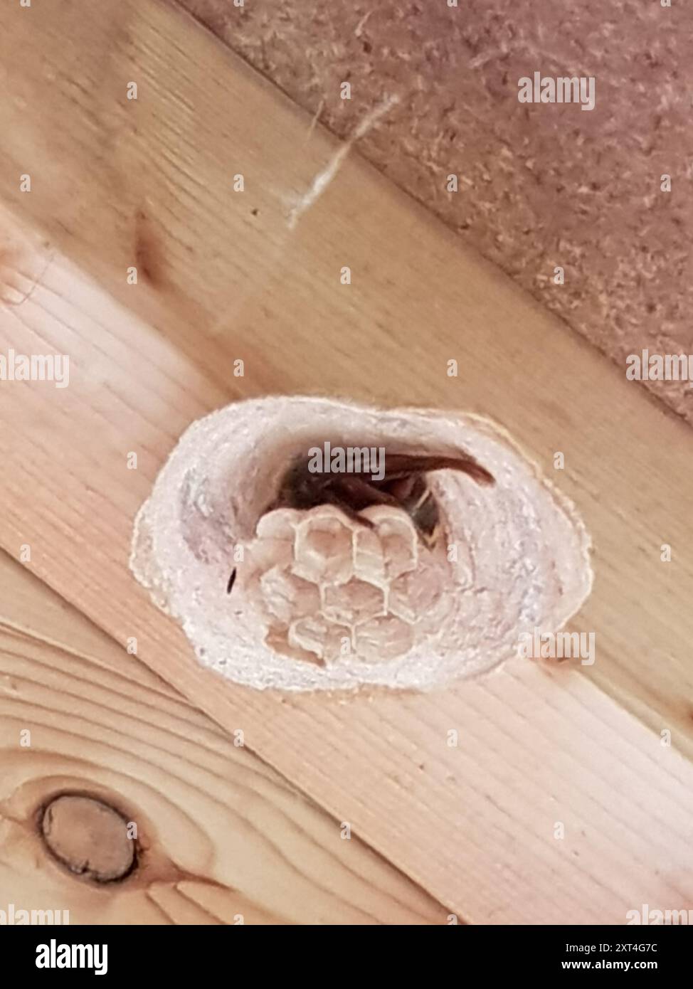 Hornets (Vespa) Insecta Stock Photo - Alamy