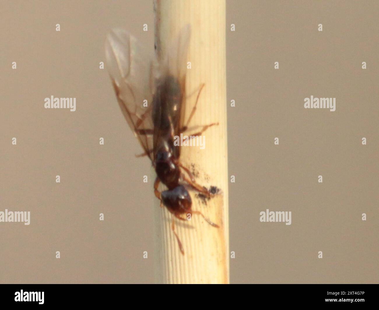 Common Citronella Ant (Lasius claviger) Insecta Stock Photo - Alamy