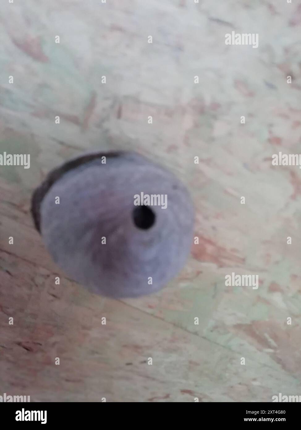 Hornets and Yellowjackets (Vespinae) Insecta Stock Photo - Alamy