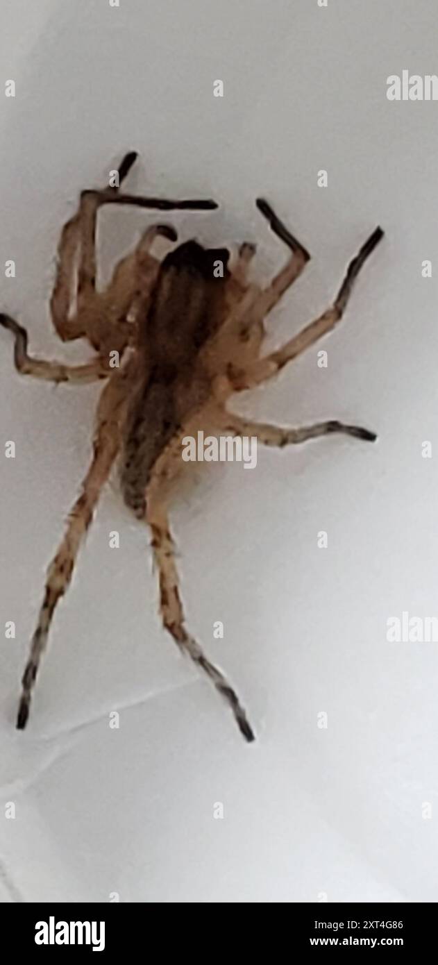 Ghost Spiders (Anyphaenidae) Arachnida Stock Photo - Alamy