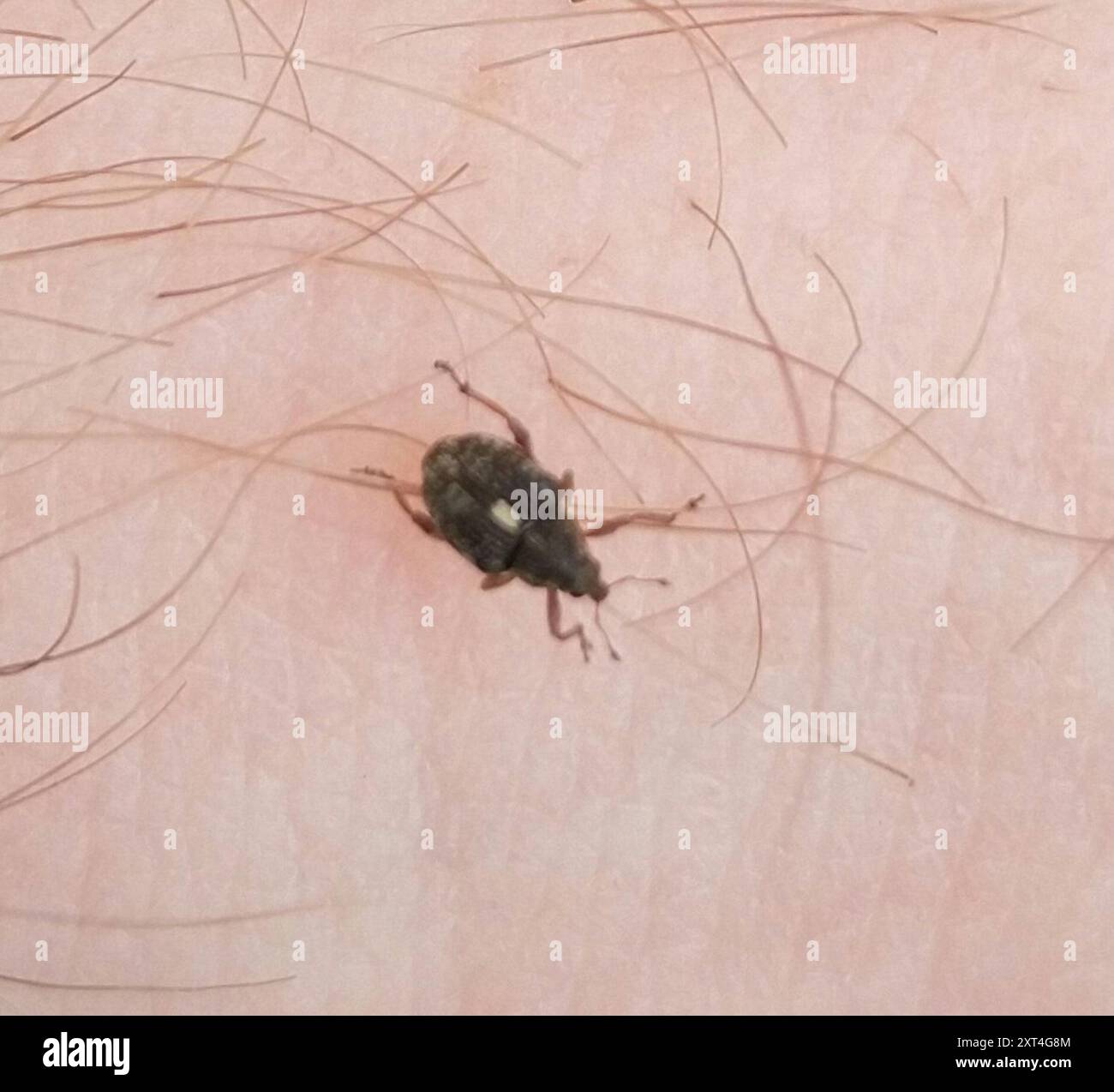 Rhinoncus hi-res stock photography and images - Alamy