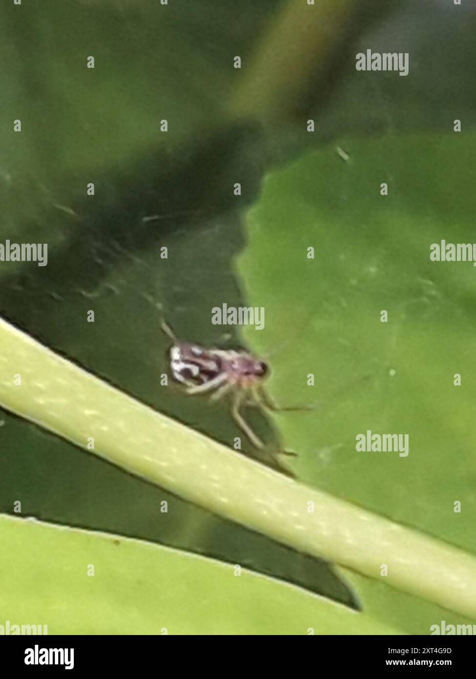 Common sheetweb spider (Linyphia triangularis) Arachnida Stock Photo ...