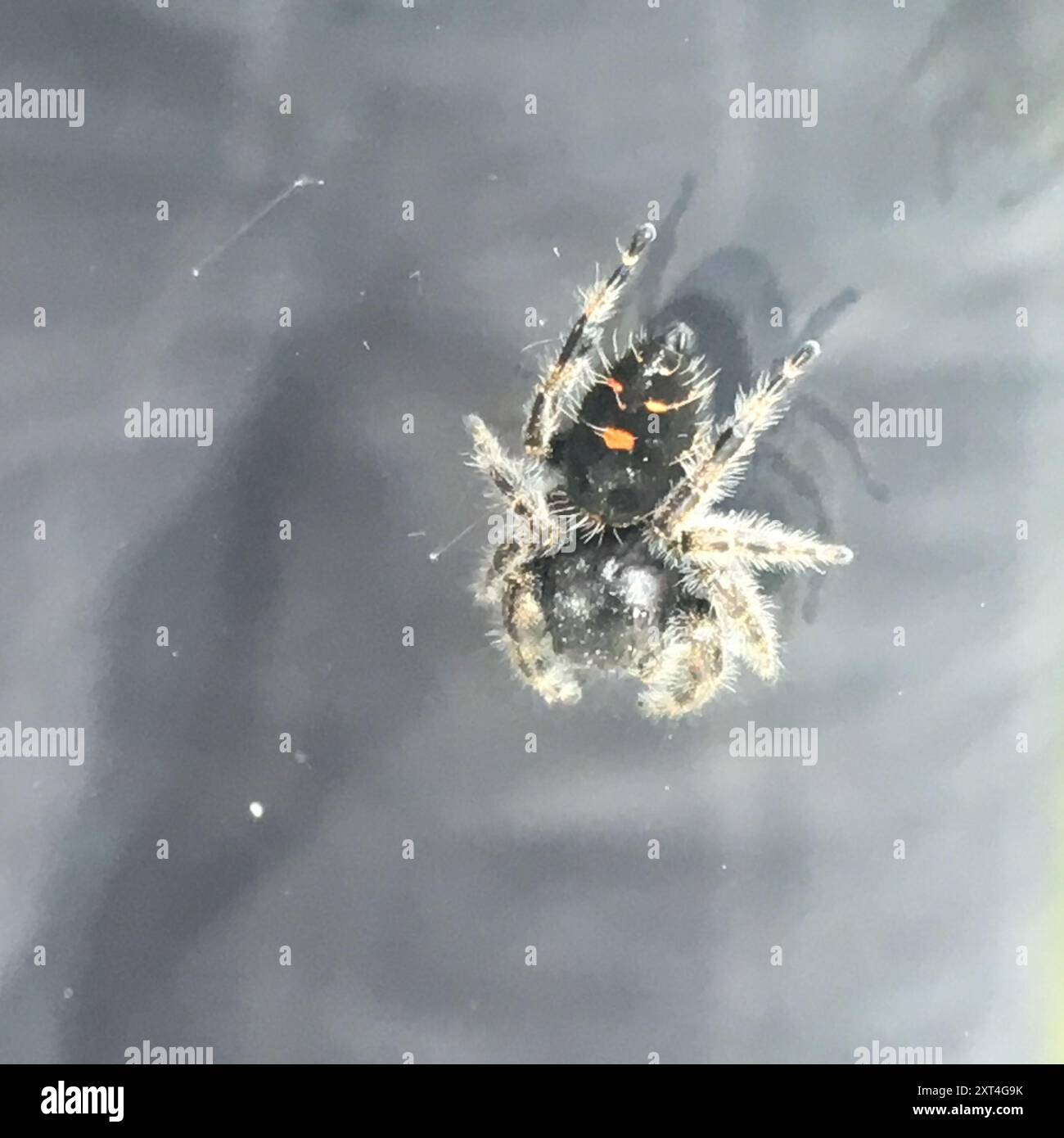 Bold Jumping Spider (Phidippus audax) Arachnida Stock Photo - Alamy