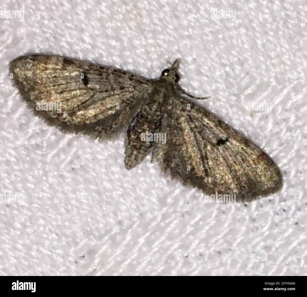 Common Eupithecia Moth (Eupithecia miserulata) Insecta Stock Photo - Alamy