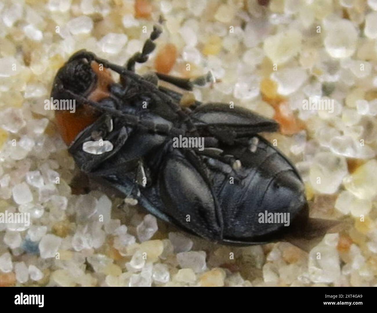 Three-spotted Flea Beetle (Disonycha triangularis) Insecta Stock Photo ...