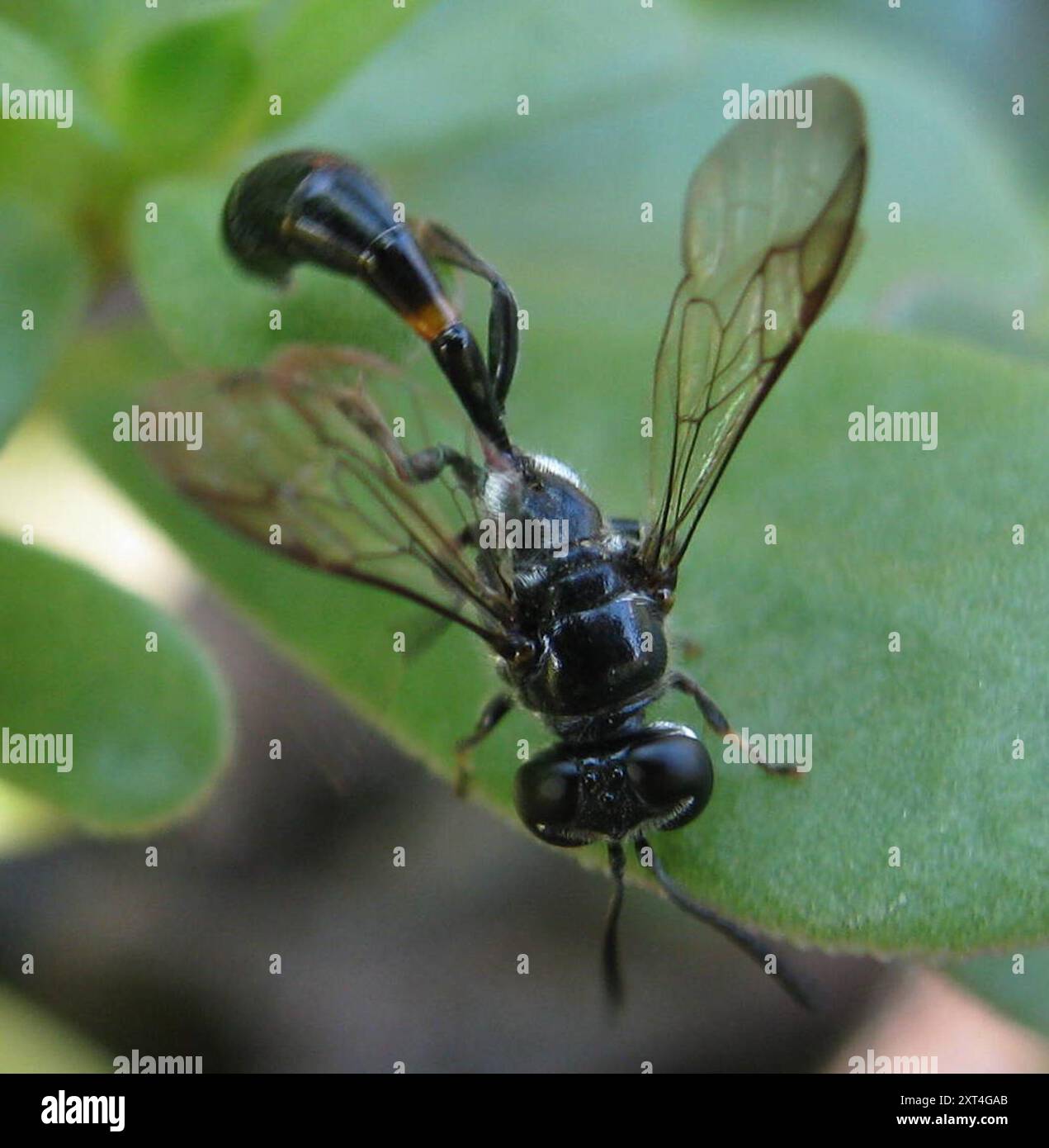 (Trypoxylon collinum) Insecta Stock Photo - Alamy