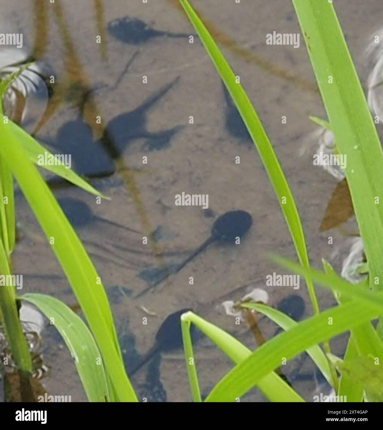 Eastern American Toad (Anaxyrus americanus americanus) Amphibia Stock ...