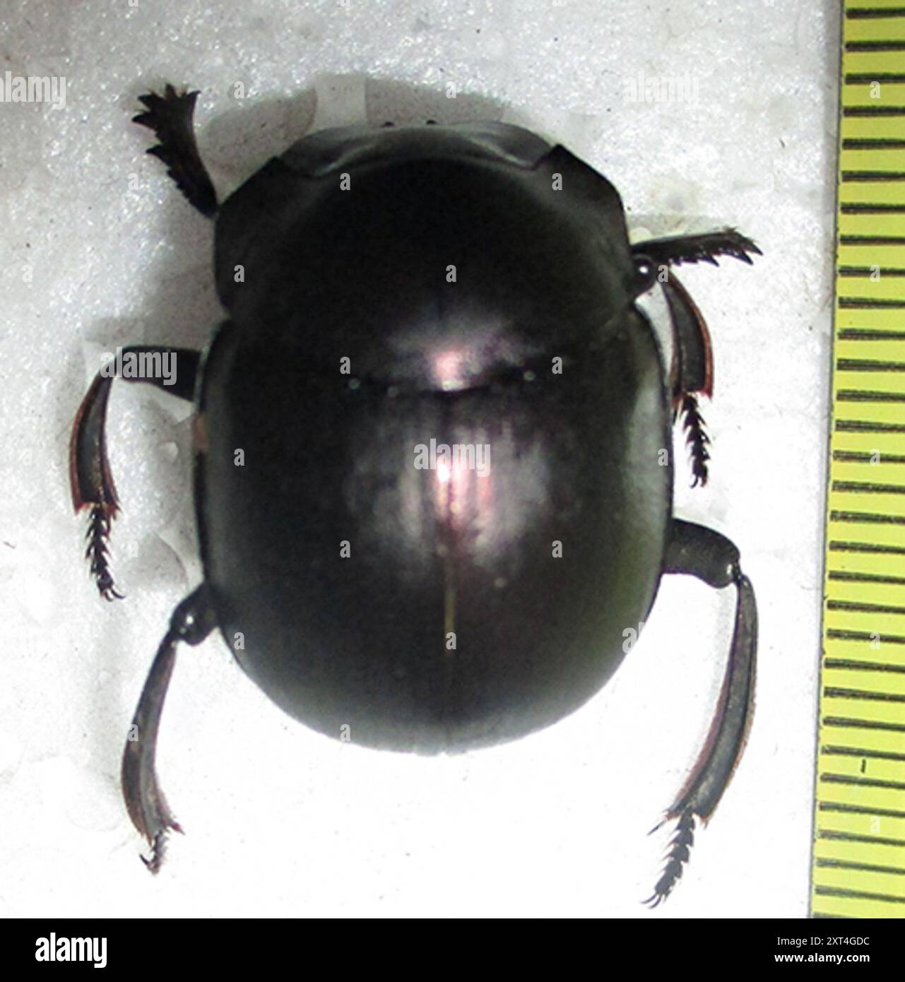 Plum Dung Beetle (Chalconotus convexus) Insecta Stock Photo - Alamy