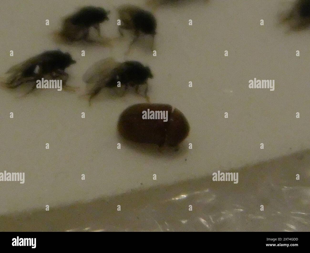 Tobacco Beetle (Lasioderma serricorne) Insecta Stock Photo - Alamy