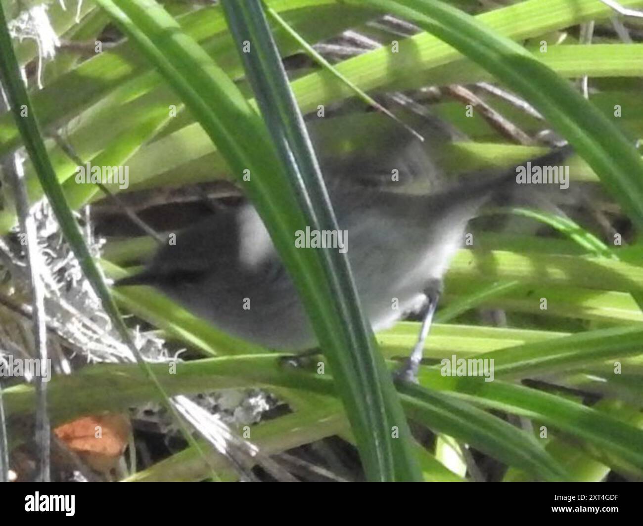 Igata gerygone hi-res stock photography and images - Alamy