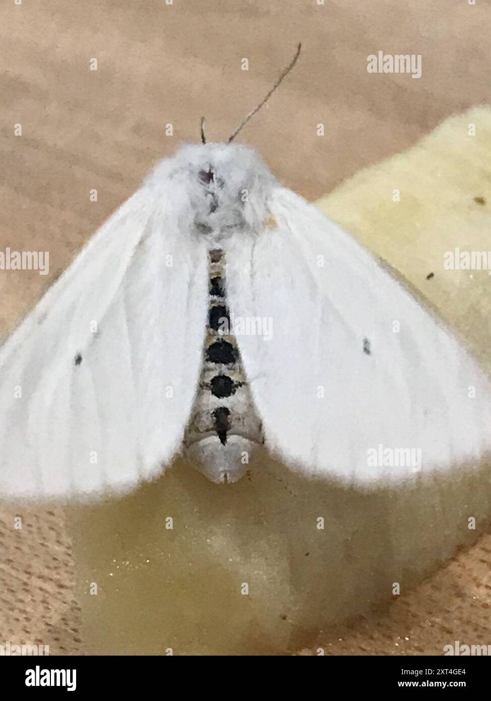 Virginian Tiger Moth (Spilosoma virginica) Insecta Stock Photo - Alamy