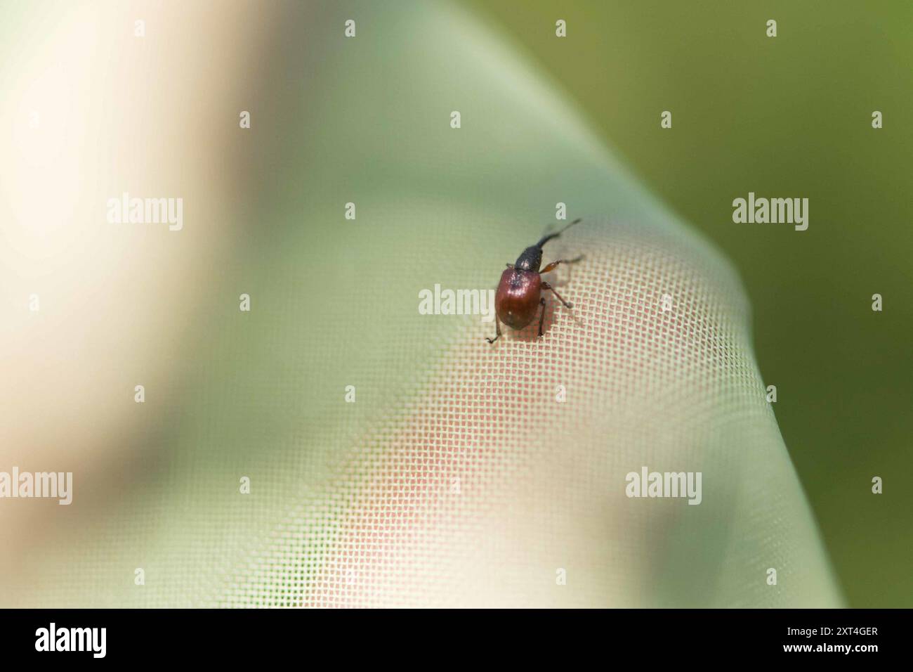 Apple Fruit Weevil (Tatianaerhynchites aequatus) Insecta Stock Photo ...