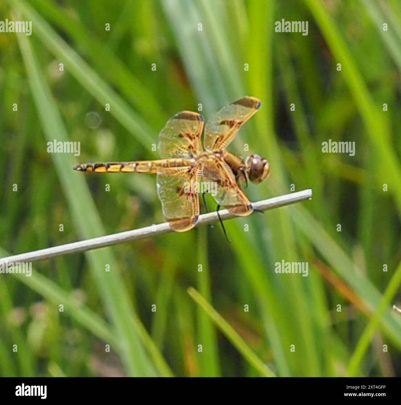 Painted Skimmer (Libellula semifasciata) Insecta Stock Photo - Alamy