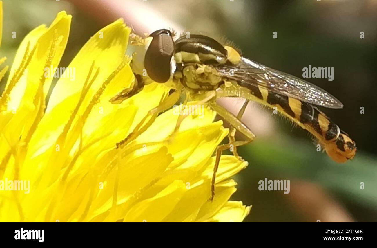 Common Globetail (Sphaerophoria scripta) Insecta Stock Photo - Alamy