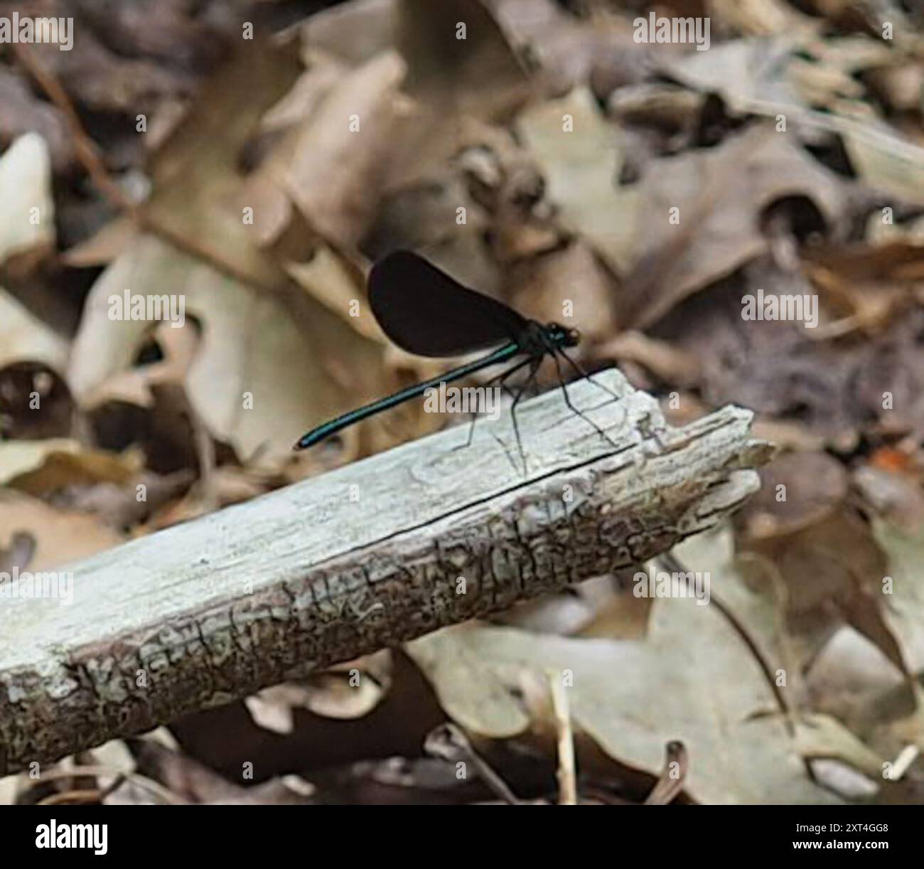 Ebony Jewelwing (Calopteryx maculata) Insecta Stock Photo - Alamy