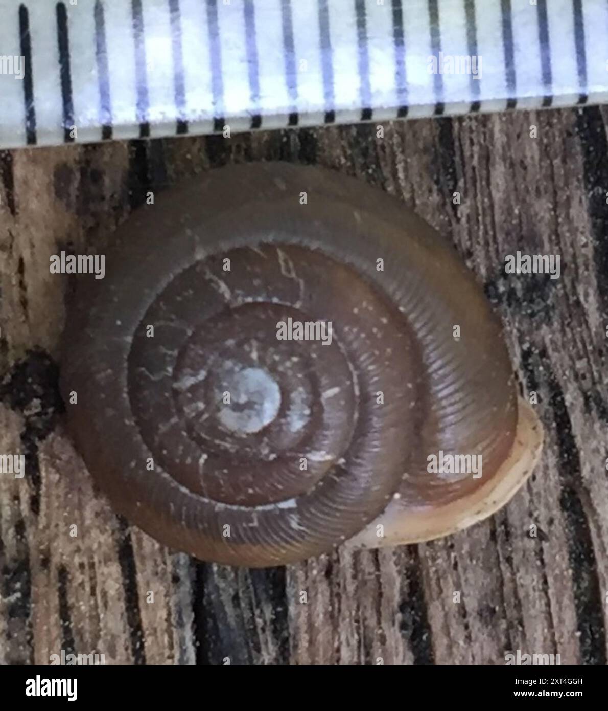 White-lip Globe Snail (Mesodon thyroidus) Mollusca Stock Photo - Alamy