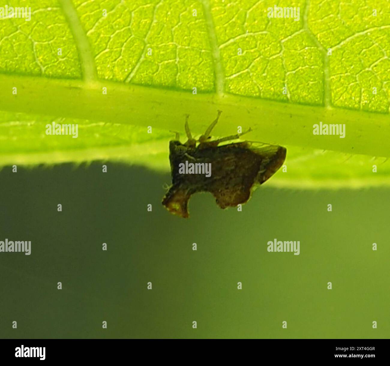 Keeled Treehopper (Entylia carinata) Insecta Stock Photo - Alamy