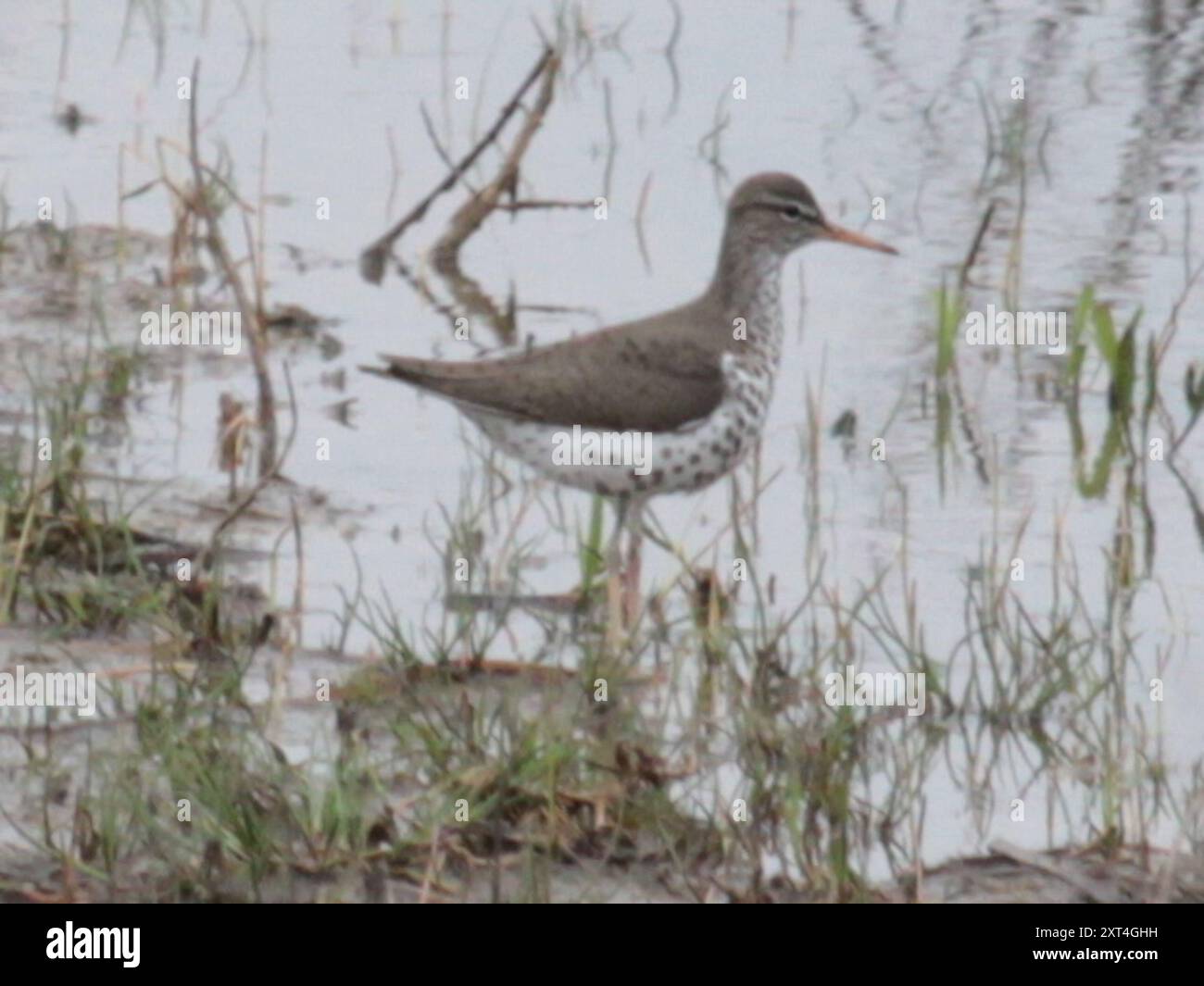 Spotted Sandpiper (Actitis macularius) Aves Stock Photo - Alamy