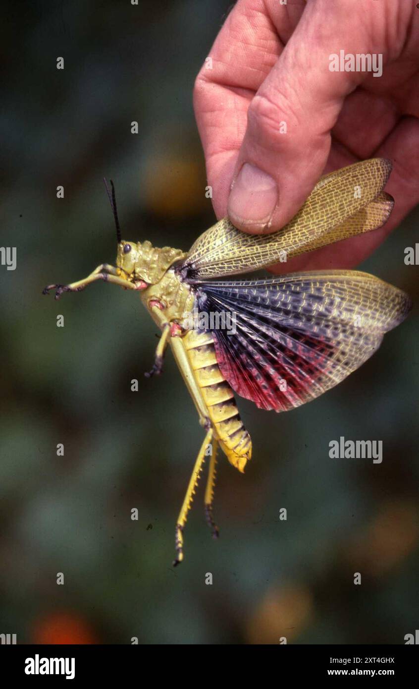 Green Milkweed Locust (Phymateus viridipes) Insecta Stock Photo - Alamy