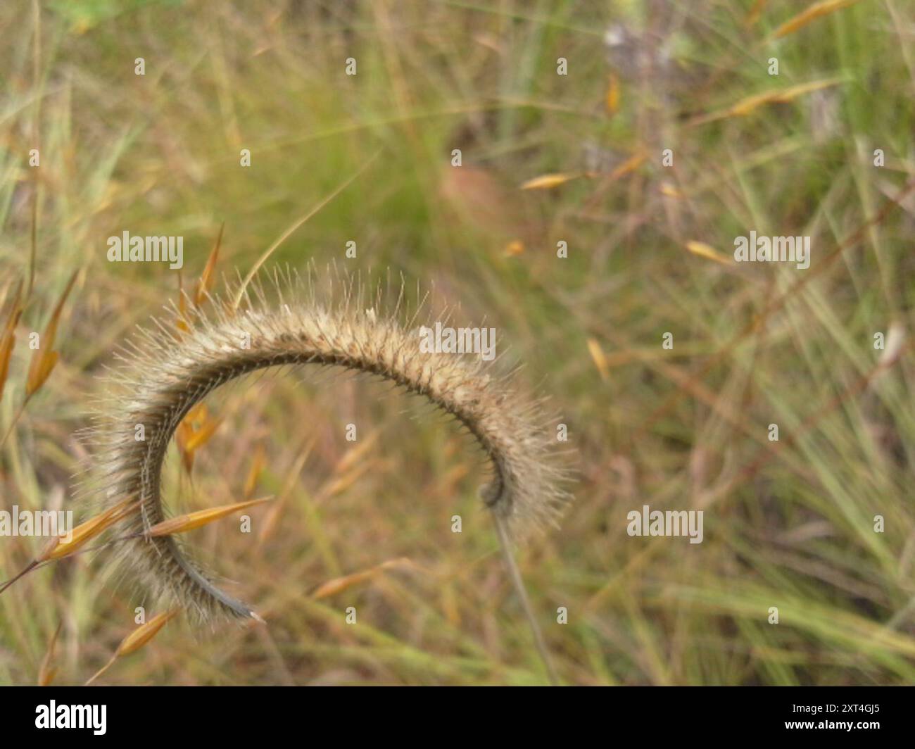 Sickle Grass (Ctenium concinnum) Plantae Stock Photo - Alamy